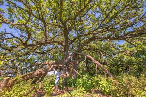 Volunteers needed to restore 350-year-old oak tree