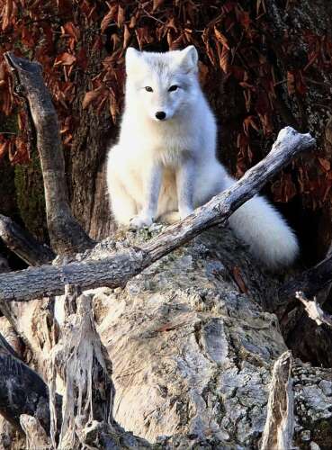 Rare white fox spotted in central Illinois