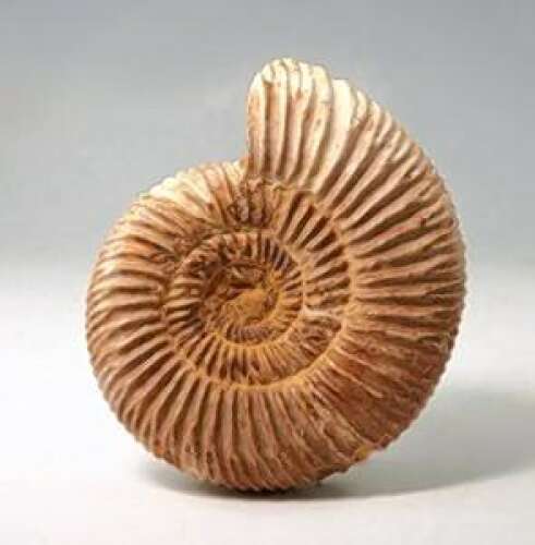 Learn about 'Mary Anning: The Woman Who Changed Geology' March 5 at ...