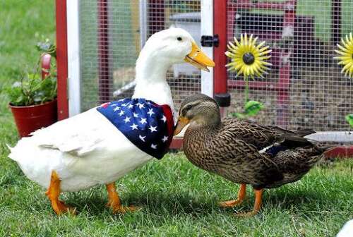 Young duck receives a second chance after unusual surgery