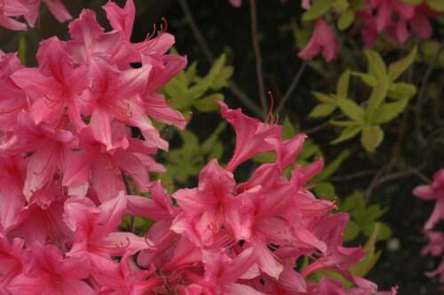 What you need to grow healthy azaleas