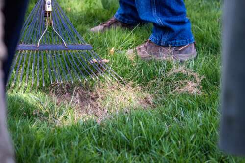 Make your grass lawn one to envy