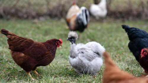 Why signs won't be needed for chicken-license applicants in Mundelein
