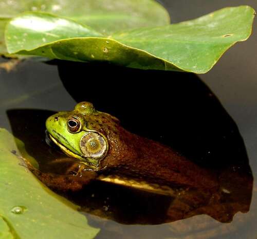 McHenry County to train frog monitors