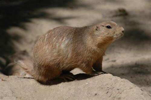 Prairie dogs on the lam from Ohio zoo
