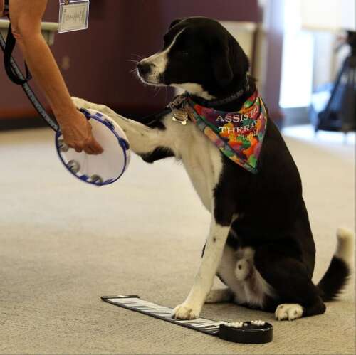 Learning to stay safe around dogs