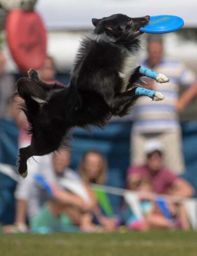 Canine Frisbee World Championship returns to Naperville Sept. 4-5