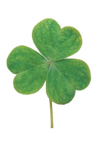 Recessive genes, temperature produce four-leaf clover