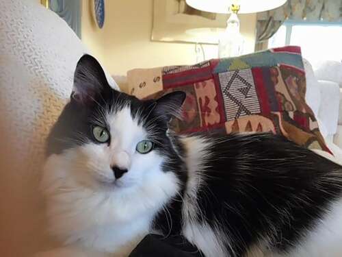 It's not 'just a pet'