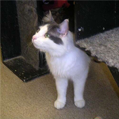 Take precautions to prevent your cat from getting loose