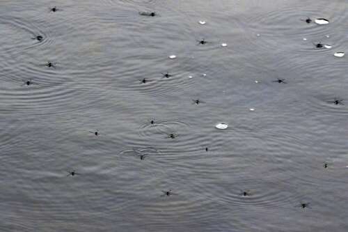 Meet the water strider — an insect that walks on water