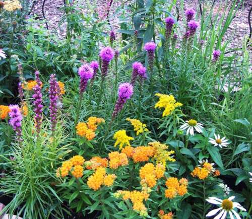 Drift and detail plantings in garden design