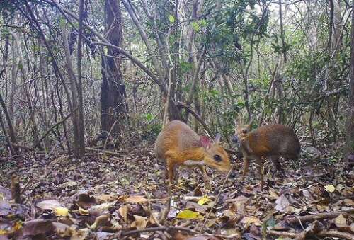 Rare deer-like species photographed for first time in wild