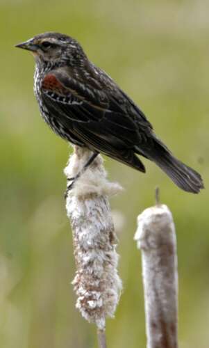 Experience fall’s flock: Join bird watching walks at Kane County forest ...