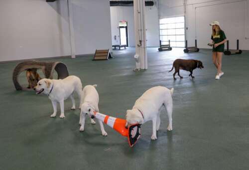 New in Naperville: An indoor dog park and pool for playtime with pets