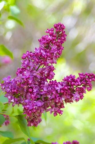 Lilac of the week