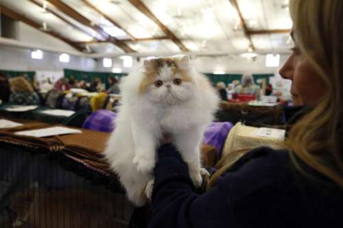 Lincoln State Cat Club to hold 62nd annual show at DuPage County ...