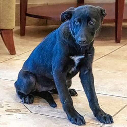 Speed, complete focus required for dog relay game Flyball