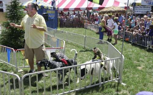 Monkey jockeys ride into Lake County Fair