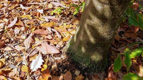 University of Illinois Extension expert says don't rake fall leaves ...