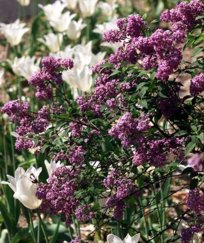 Lombard’s lilacs join early blooming plants