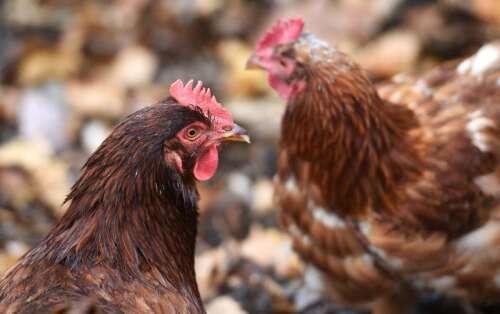 Roselle officials consider backyard chicken coops