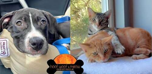 Hoof Woof & Meow Animal Rescue has new location in Elgin