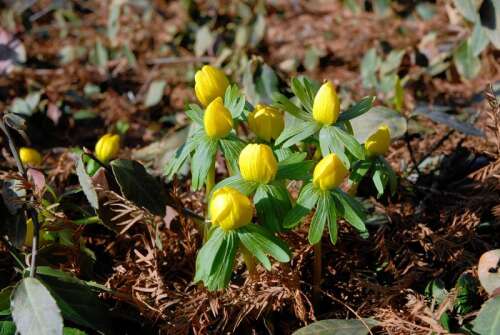 Dormant oil spray can be very effective to control magnolia scale