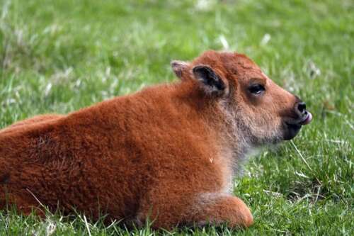 It's a girl! Bison birthing season under way at Fermilab