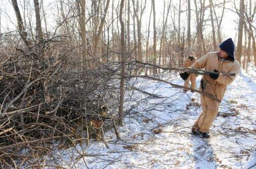 Remove invasive buckthorn growing in your yard