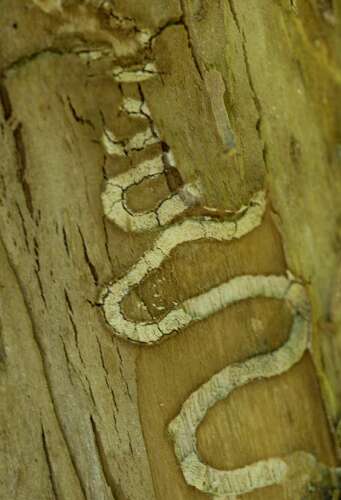 Report: Ash trees on the brink of extinction