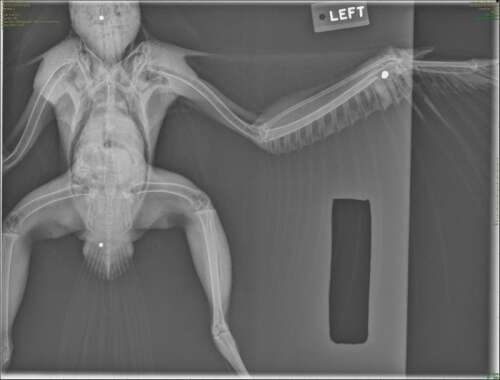 bird bones compared to human