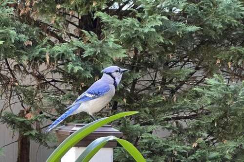 What's a garden without birds? Create habitat so they thrive