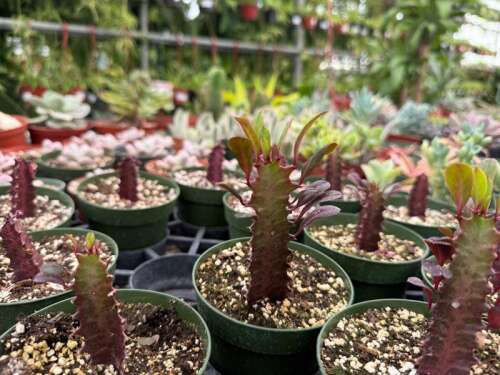 Bring the desert’s warmth indoors this winter with big, bold succulents