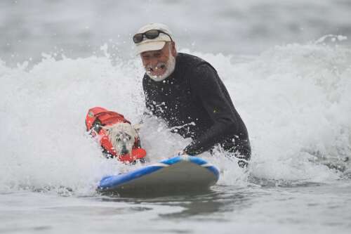 Who’s the top dog? Wave-riding canines compete in the World Dog Surfing ...