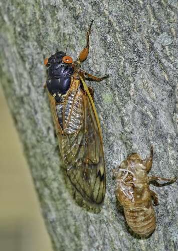 ‘We think it’s a big deal’: Rare dual emergence of cicadas has some ...