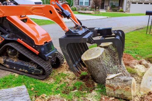 How to save money on tree work and still get good results