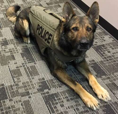‘You will be missed’: Retired Des Plaines police dog Bane has died