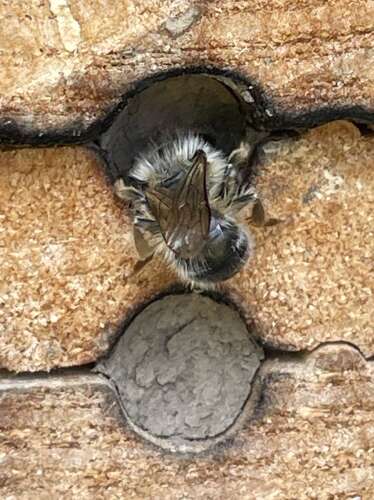 How Illinois’ more than 400 bee species are supported by native plants ...