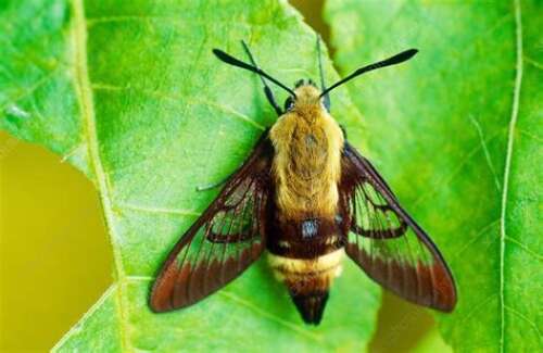 Meet the sphinx moth: Nature’s daytime moths mimic hummingbirds and bees