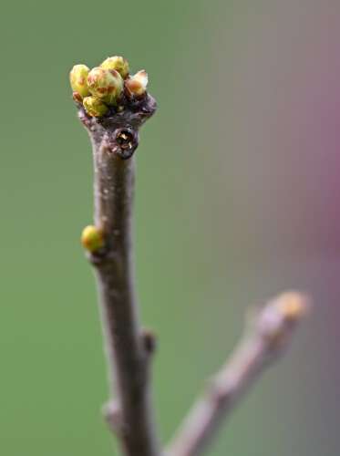 oak tree spring buds