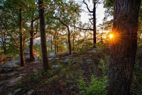 Take care of your trees with summer Forestry Stewardship Series