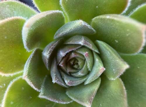 Bring the desert’s warmth indoors this winter with big, bold succulents