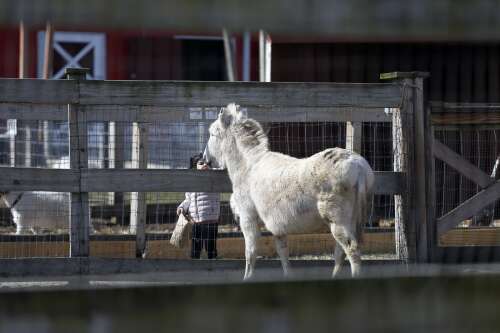 Families greet, feed animals as Lambs Farm opens for new season