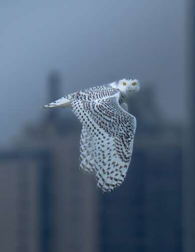 The ‘best birds’ of 2025: Snowy Owl, Mountain Bluebird and more arrived ...