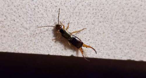 Earwig invasion? Here’s what you can do