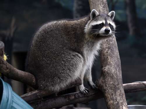 Cosley Zoo marks 50 years