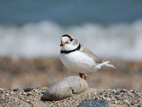 Story of resilience continues with annual return of piping plover to ...
