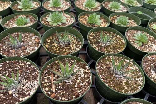 Bring the desert’s warmth indoors this winter with big, bold succulents