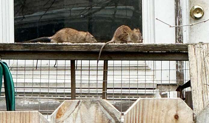 How DuPage County plans to fight rat invasion near Bensenville
